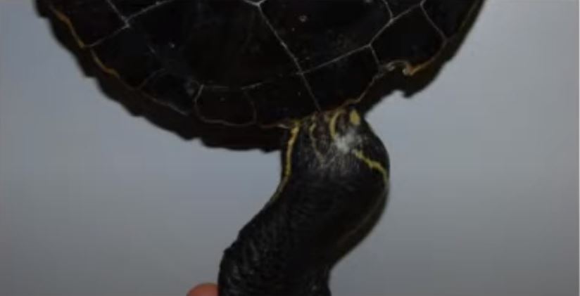 Turtle with Joint Abscess - Cutting Edge Lasers